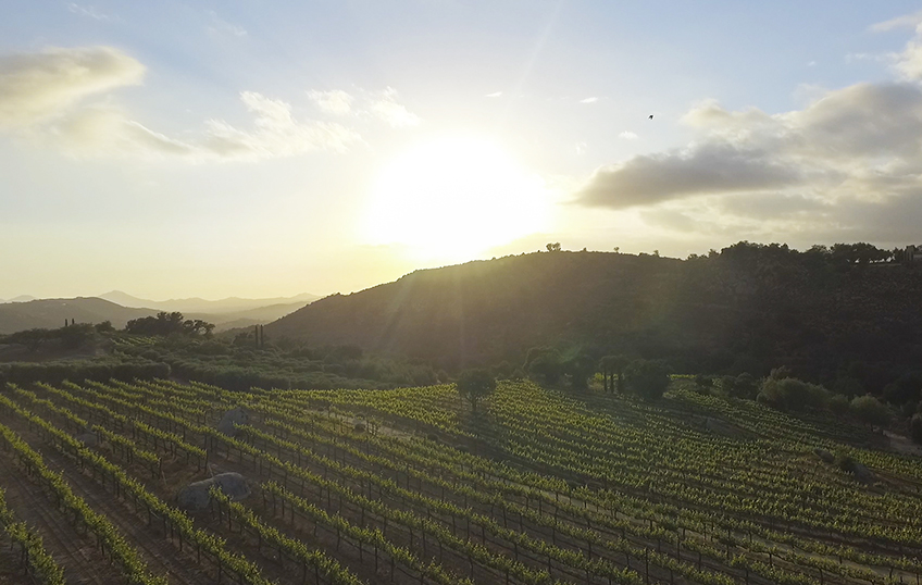 Home - Milagro Winery